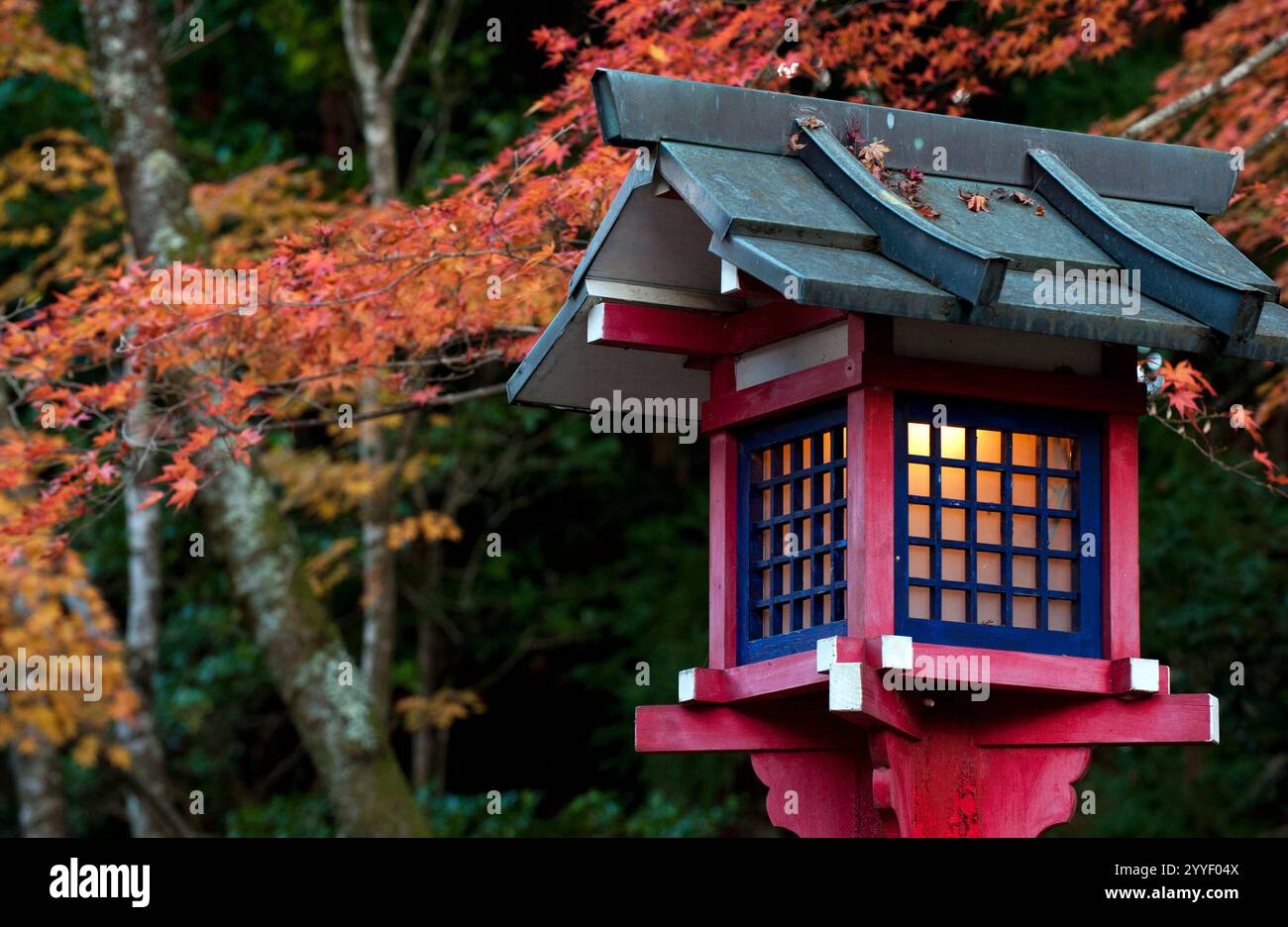 Glowing lanterns against background of colorful momiji maple trees ...
