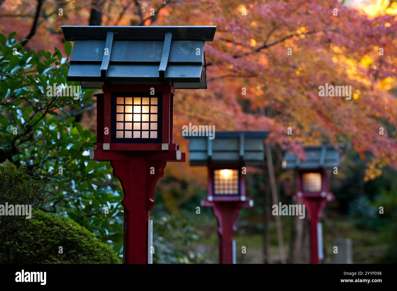 Glowing lanterns against background of colorful momiji maple trees ...
