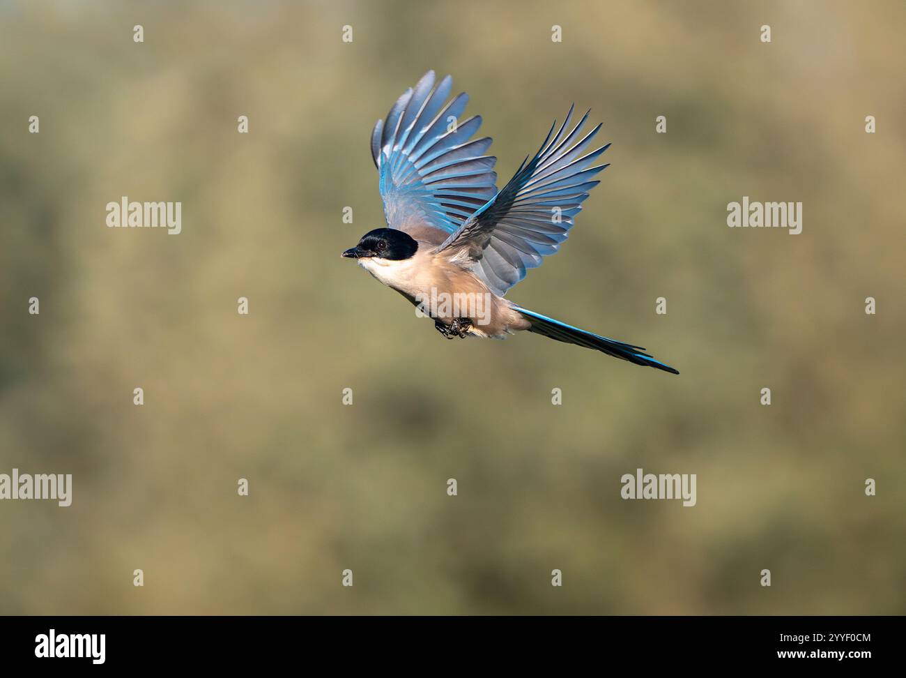 Long tailed magpie hi-res stock photography and images - Alamy