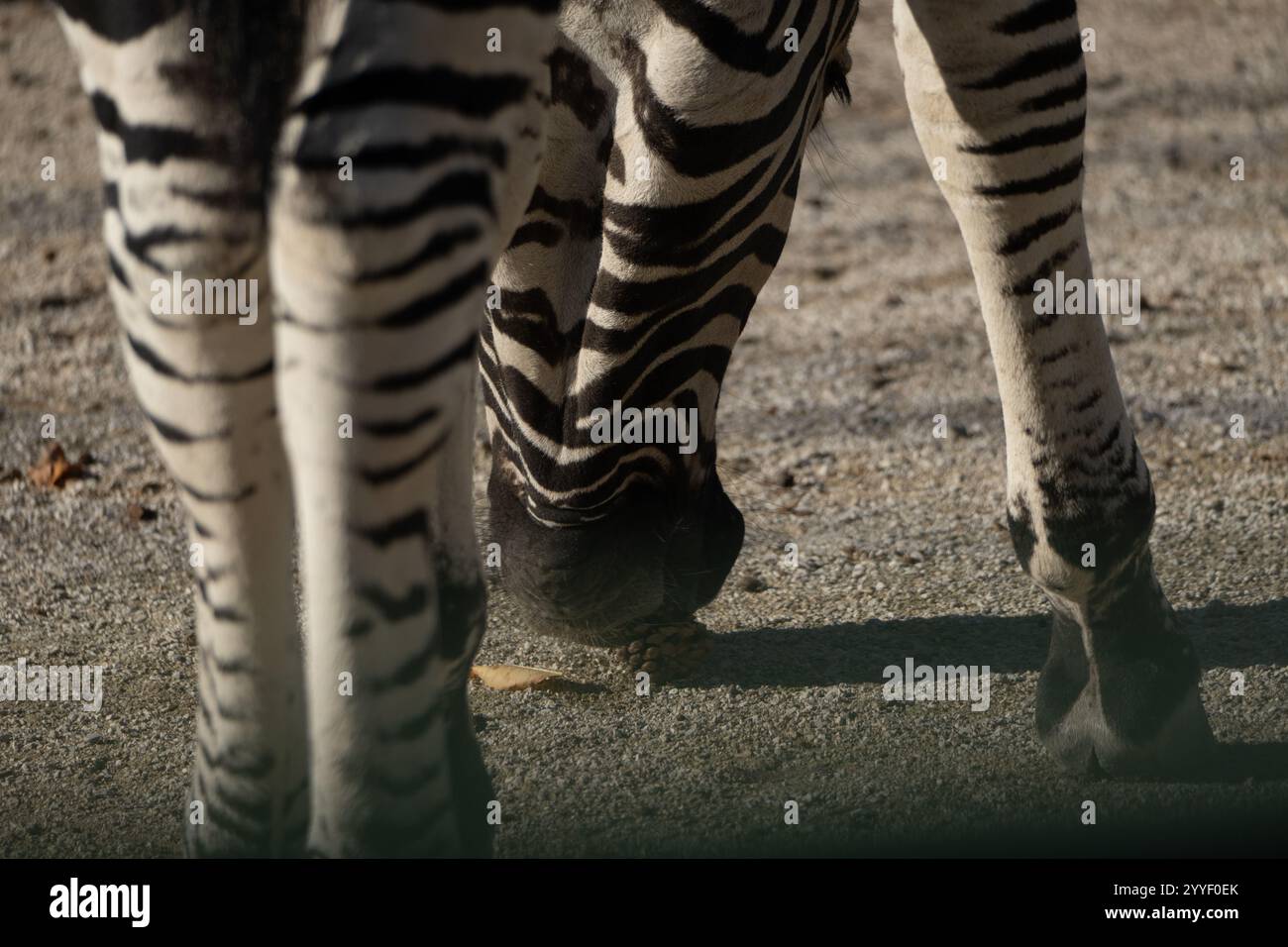 Zebras Walking Wildlife Park Africa: Close-up image of zebras' legs ...
