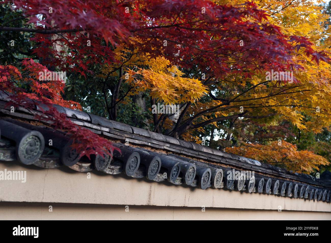 Bright red and yellow momiji maple tree fall colors against an old ...