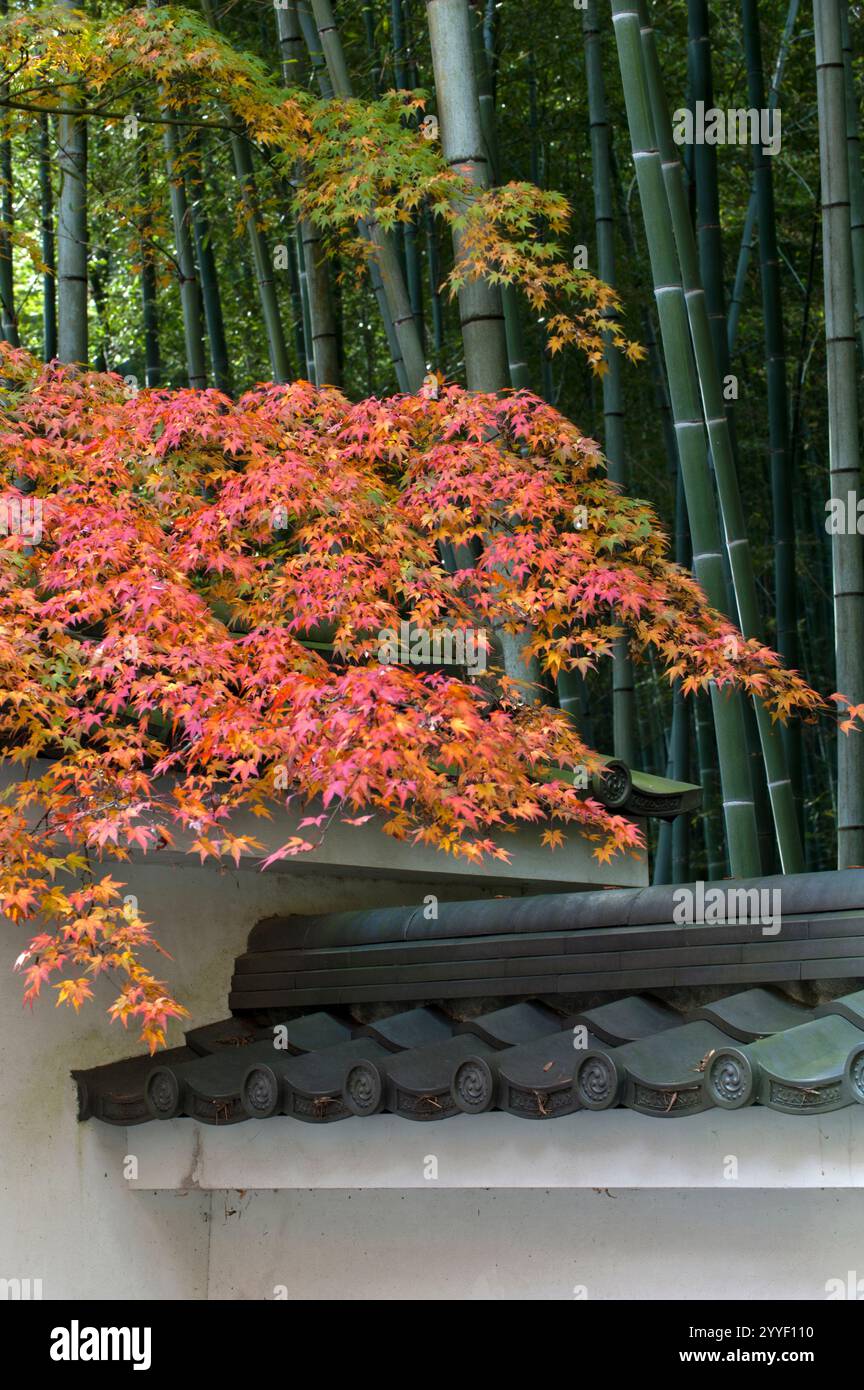 Fall colors momiji red maple tree, temple wall and bamboo grove form a ...