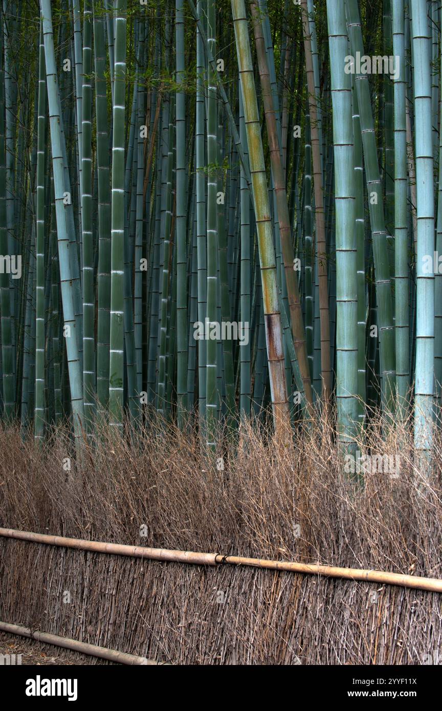 Bamboo grass fence borders a bamboo grove in the famous bamboo forest ...