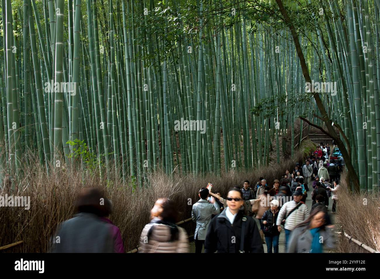 Kyoto over tourism: Hundreds of visitors pack the famous bamboo forest ...