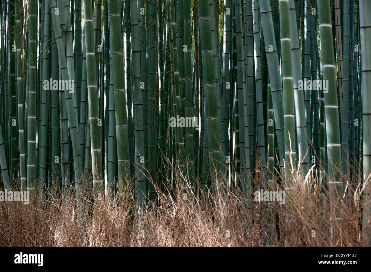 Bamboo grass fence borders a bamboo grove in the famous bamboo forest ...