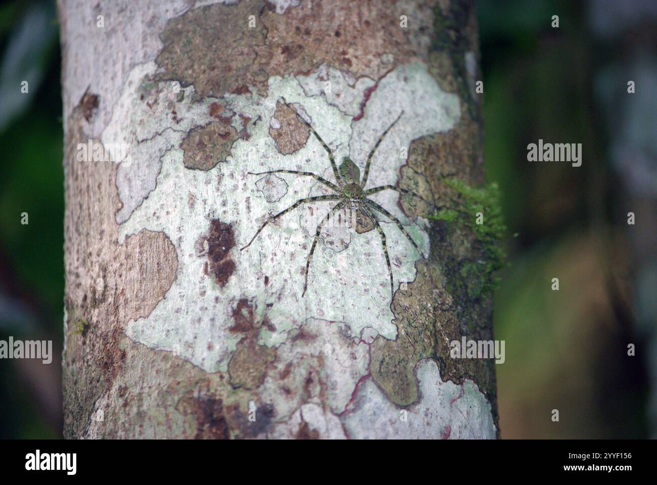 Heteropoda boiei, commonly known as Lichen Huntsman Spider Stock Photo ...