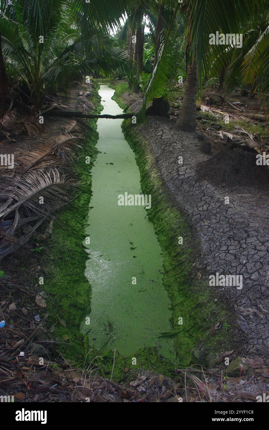 Irrigation canal in a Thai coconut farm Stock Photo - Alamy
