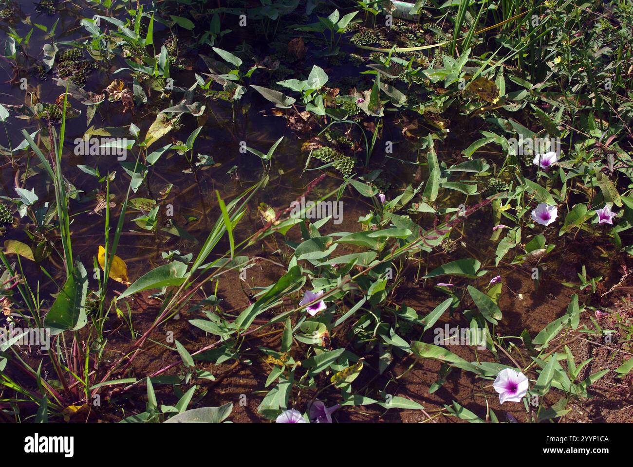 Terrarium plants fern hi-res stock photography and images - Alamy