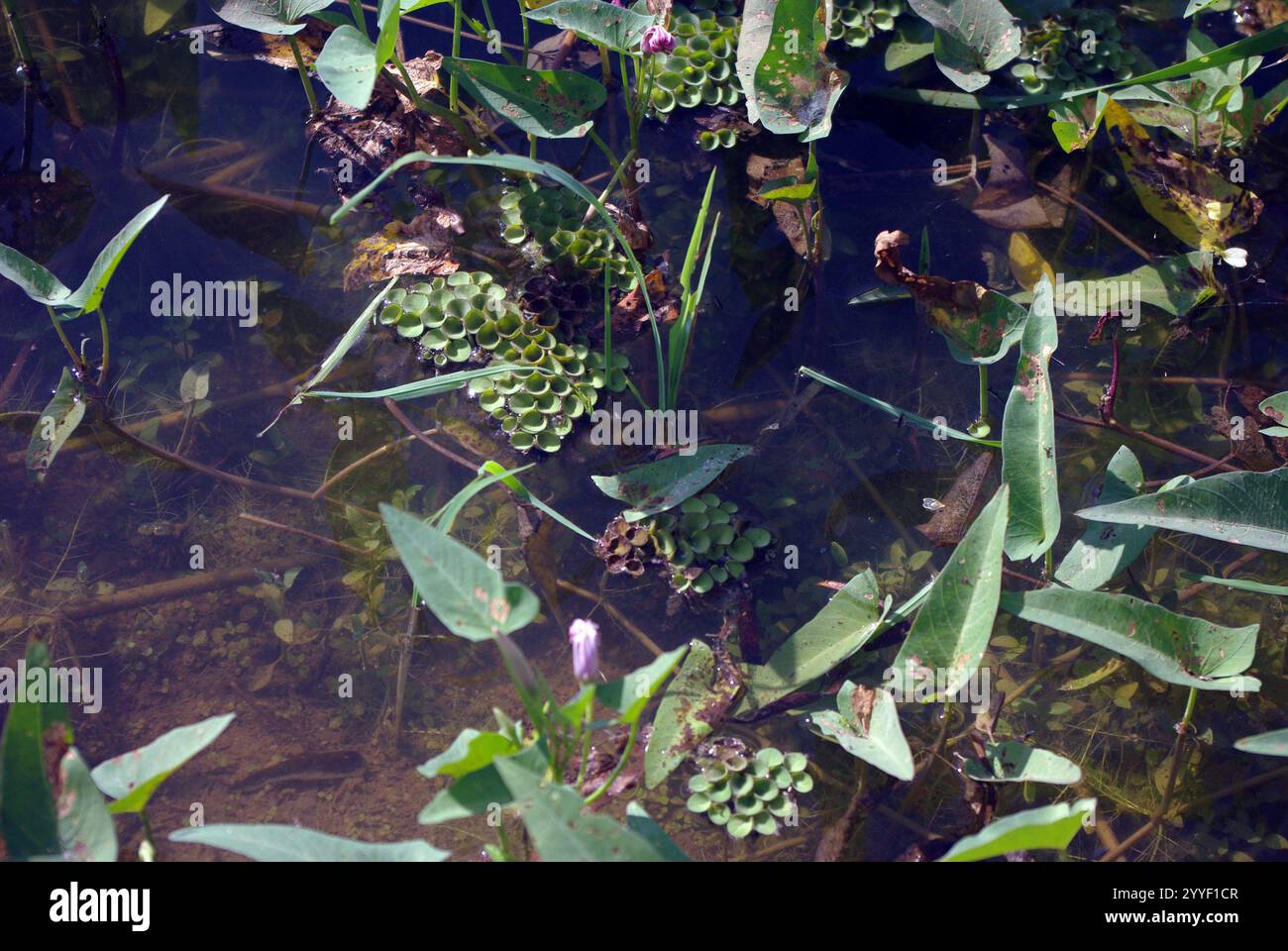 A thai pond with floating and swamp plants Stock Photo - Alamy