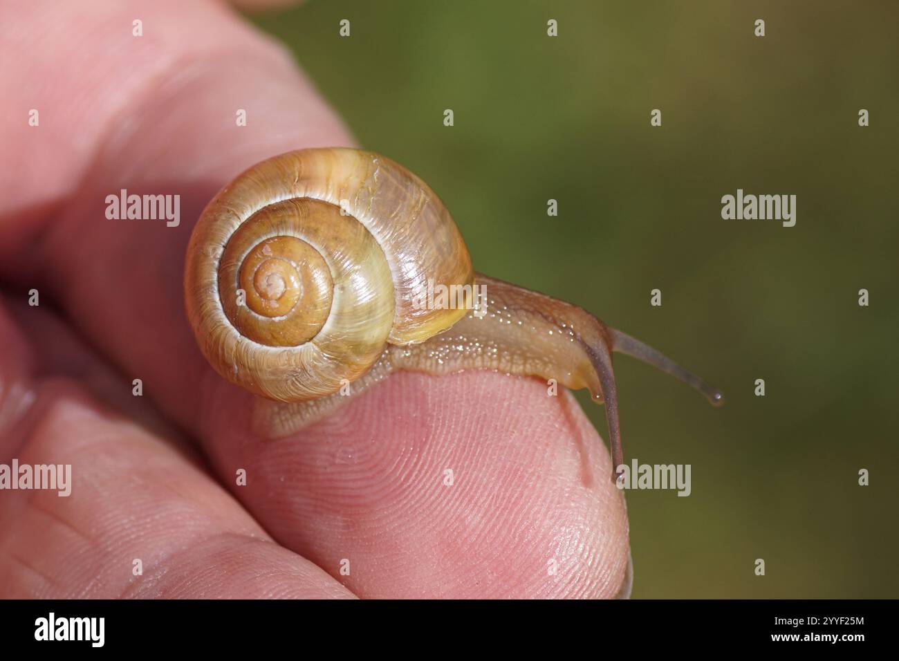 Grove snail or brown-lipped snail (Cepaea nemoralis). Yellow brown ...