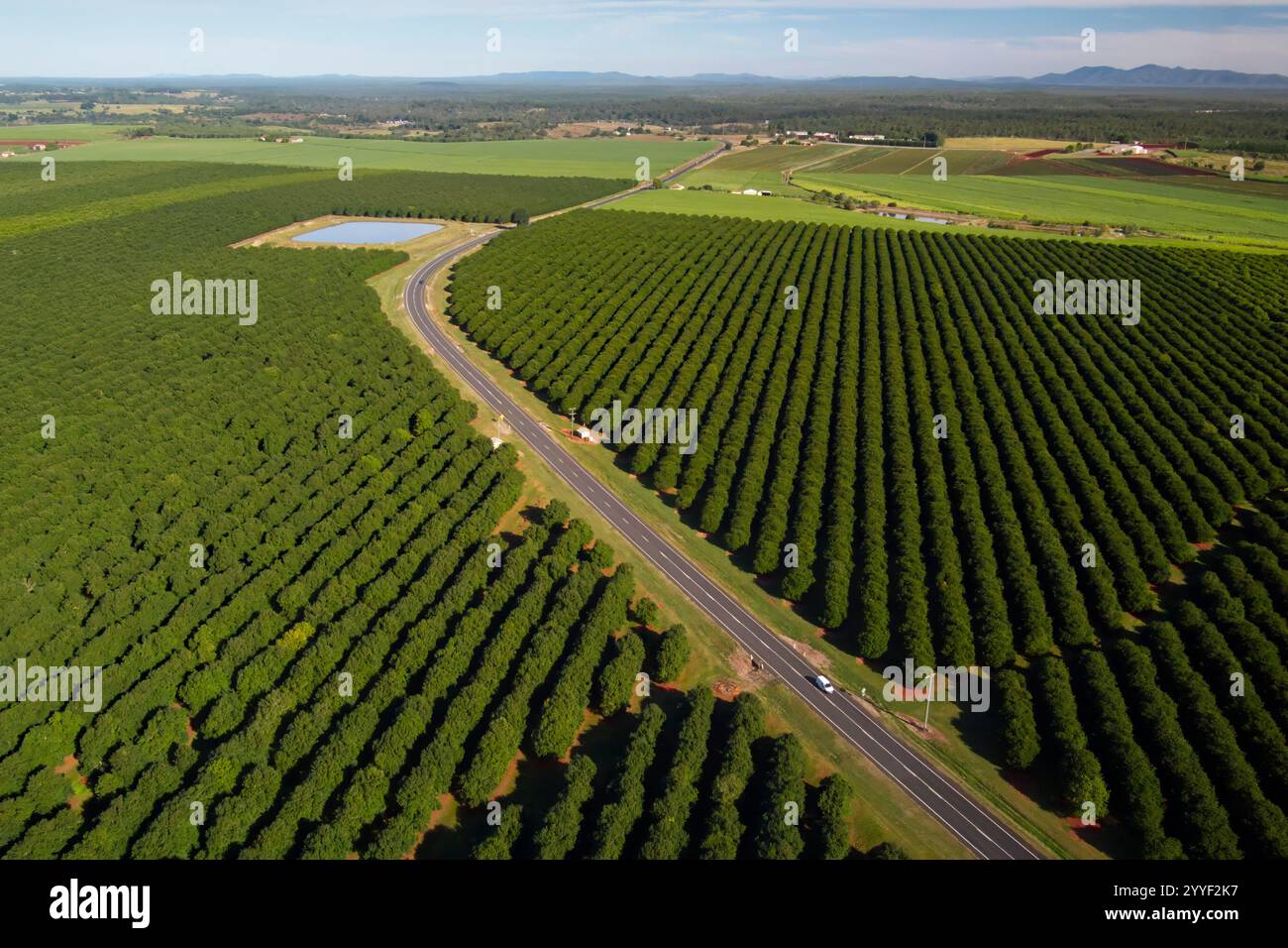 Aerial of commercial Macadamia Nut Orchards planted on the fertile red ...