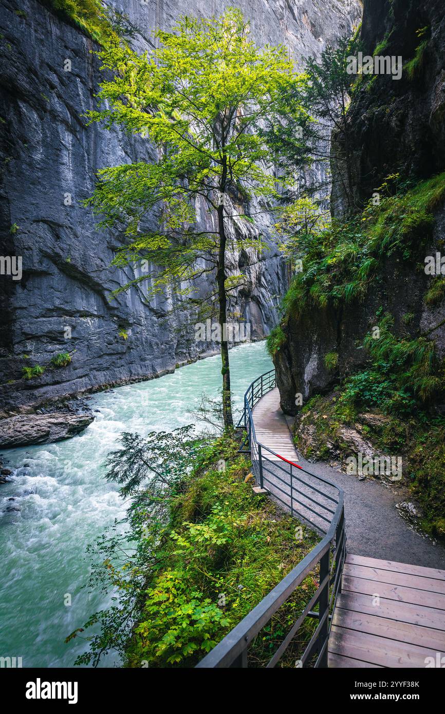 Famous hiking pathway in the Aare gorge. Amazing scenery with mountain ...