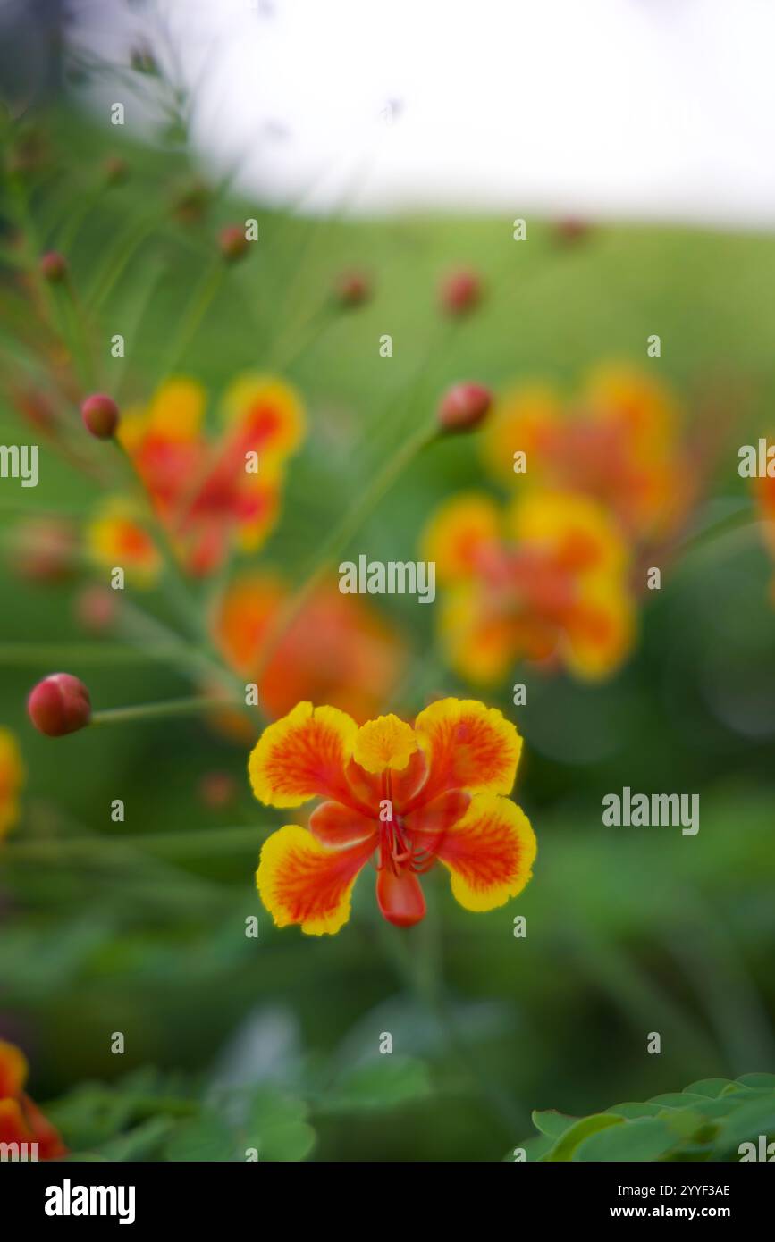 Siglap centre hi-res stock photography and images - Alamy