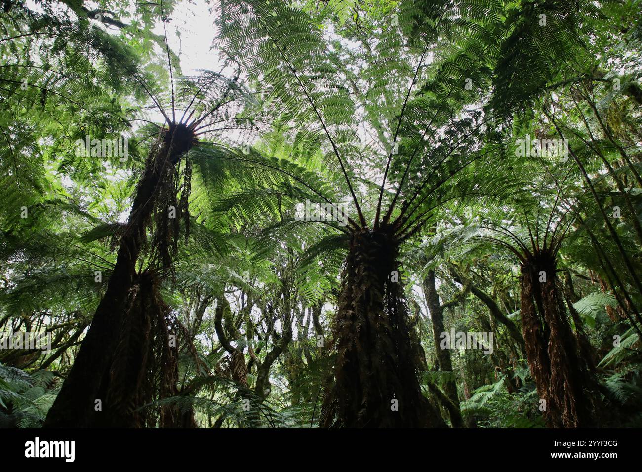 Giant ferns in a tree-fern forest, in Amboró National Park. Amboró ...