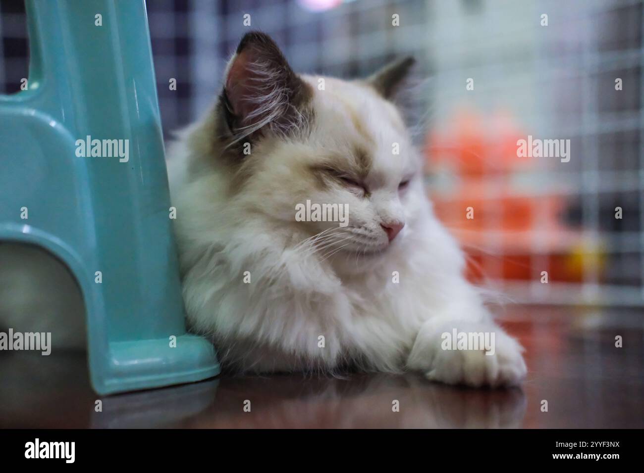 Cute, small Ragdoll cat sleeping on the floor 3 months old Stock Photo ...