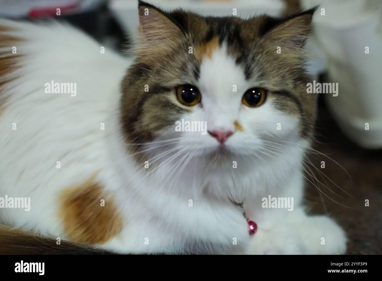 Close up of cute fluffy white cat. Mixed breed cat between Maine Coon ...