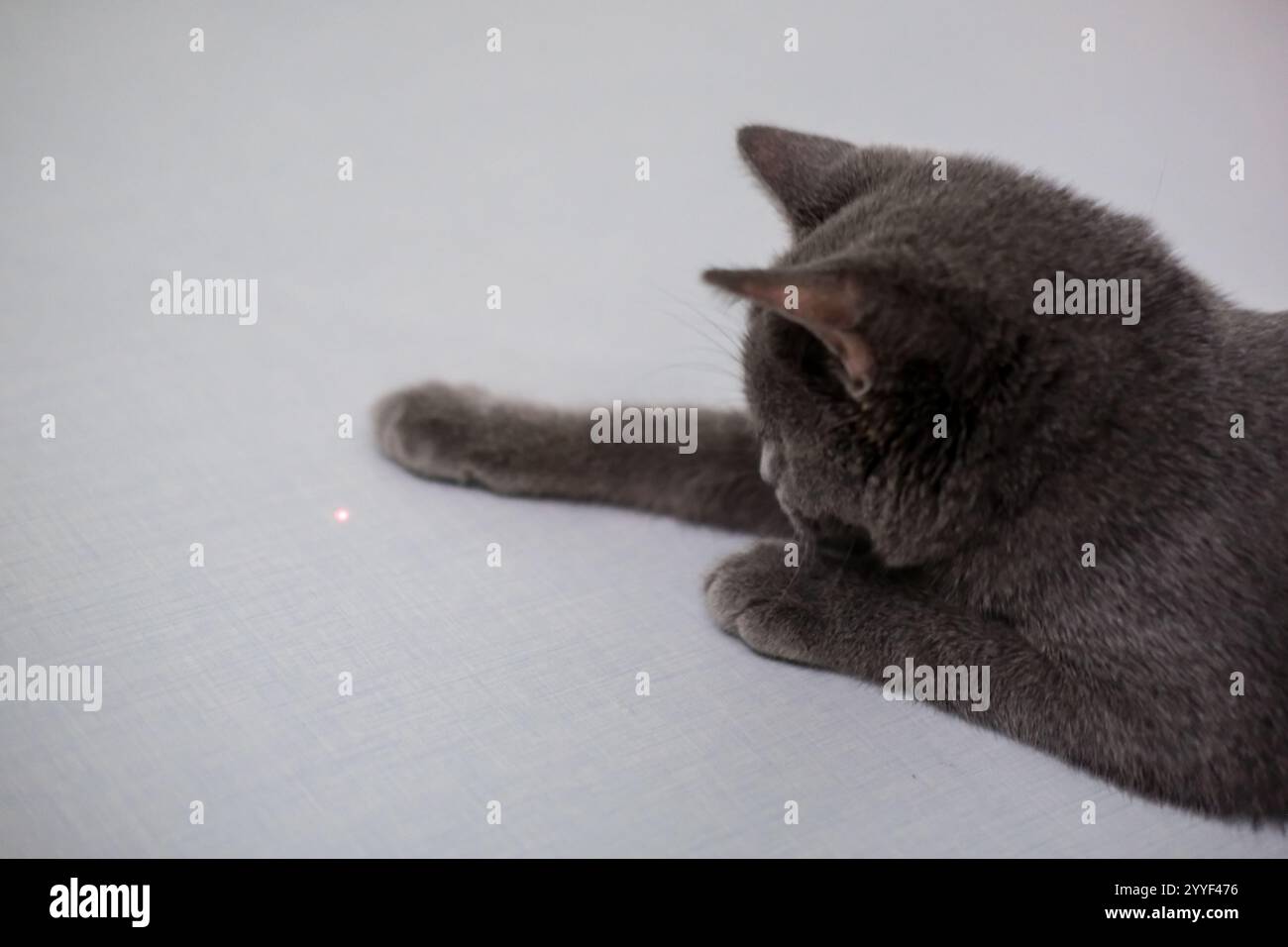 3 months old British Shorthair cat lying on the floor, playing with ...