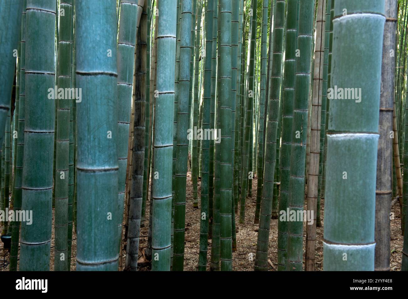 The renewable resource of bamboo seen here in a "takeyabu" (bamboo ...