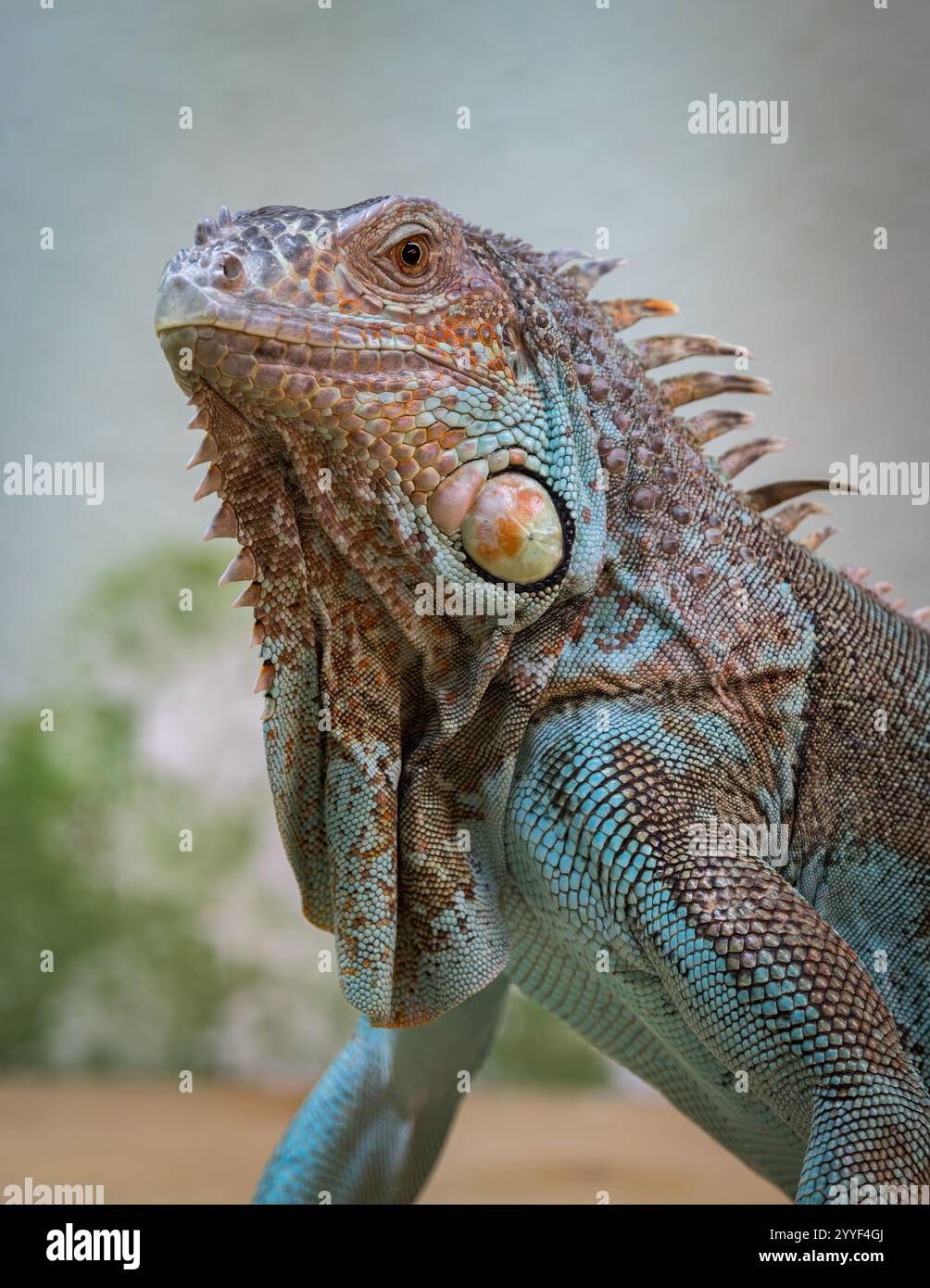 Green Iguana [ Iguana iguana ] portrait shot of captive animal Stock ...