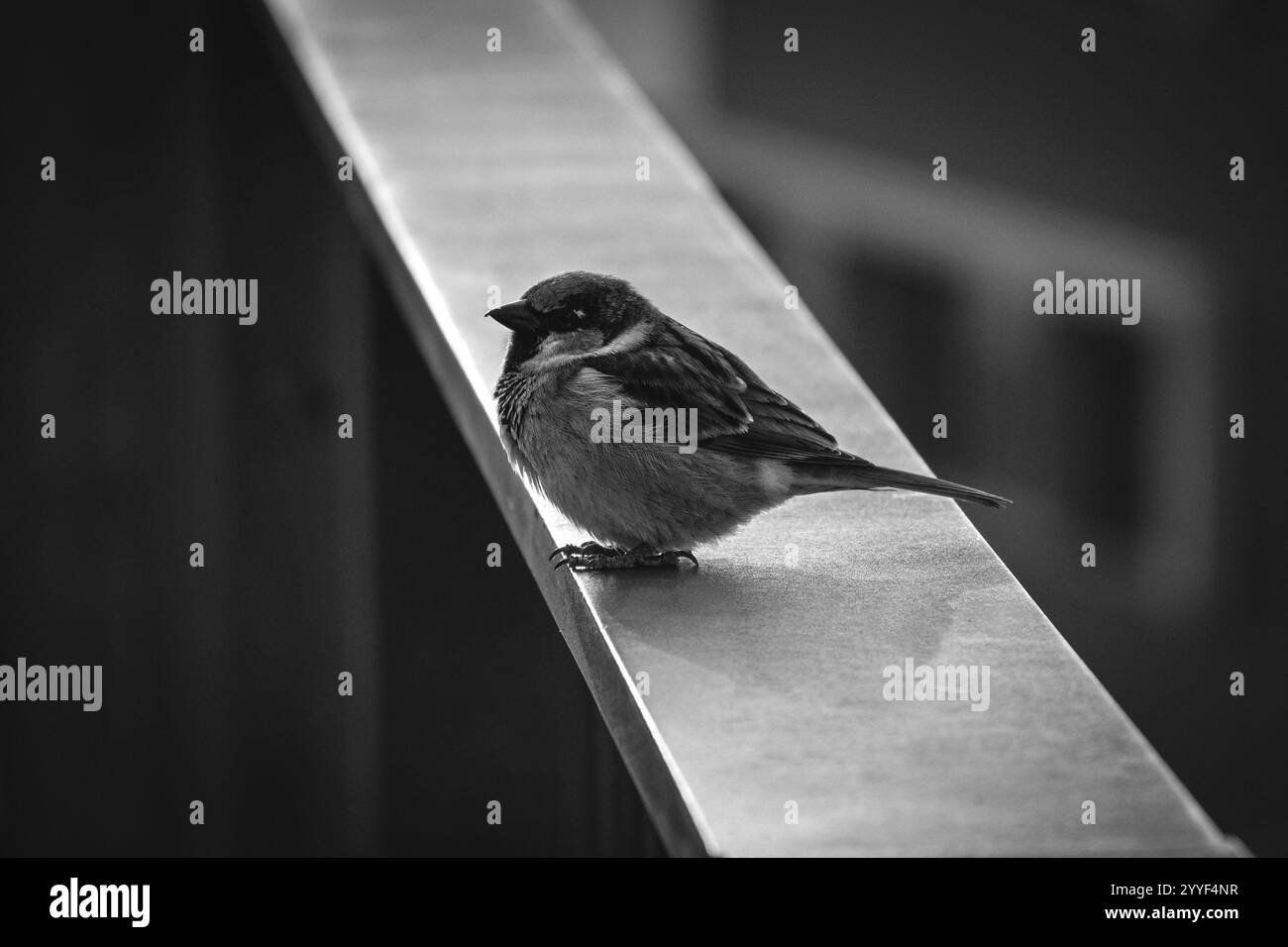 Sparrow observation Black and White Stock Photos & Images - Alamy