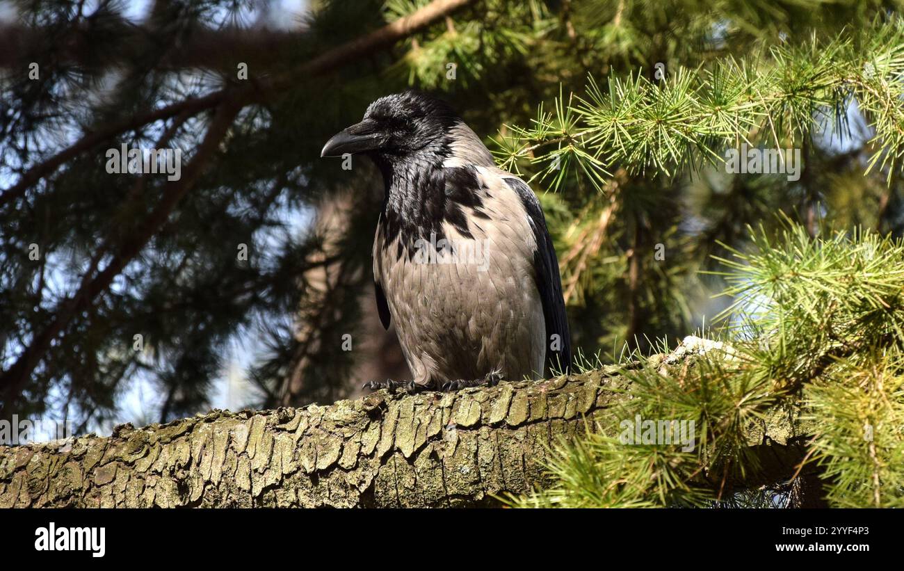 Crow on branch pine hi-res stock photography and images - Alamy