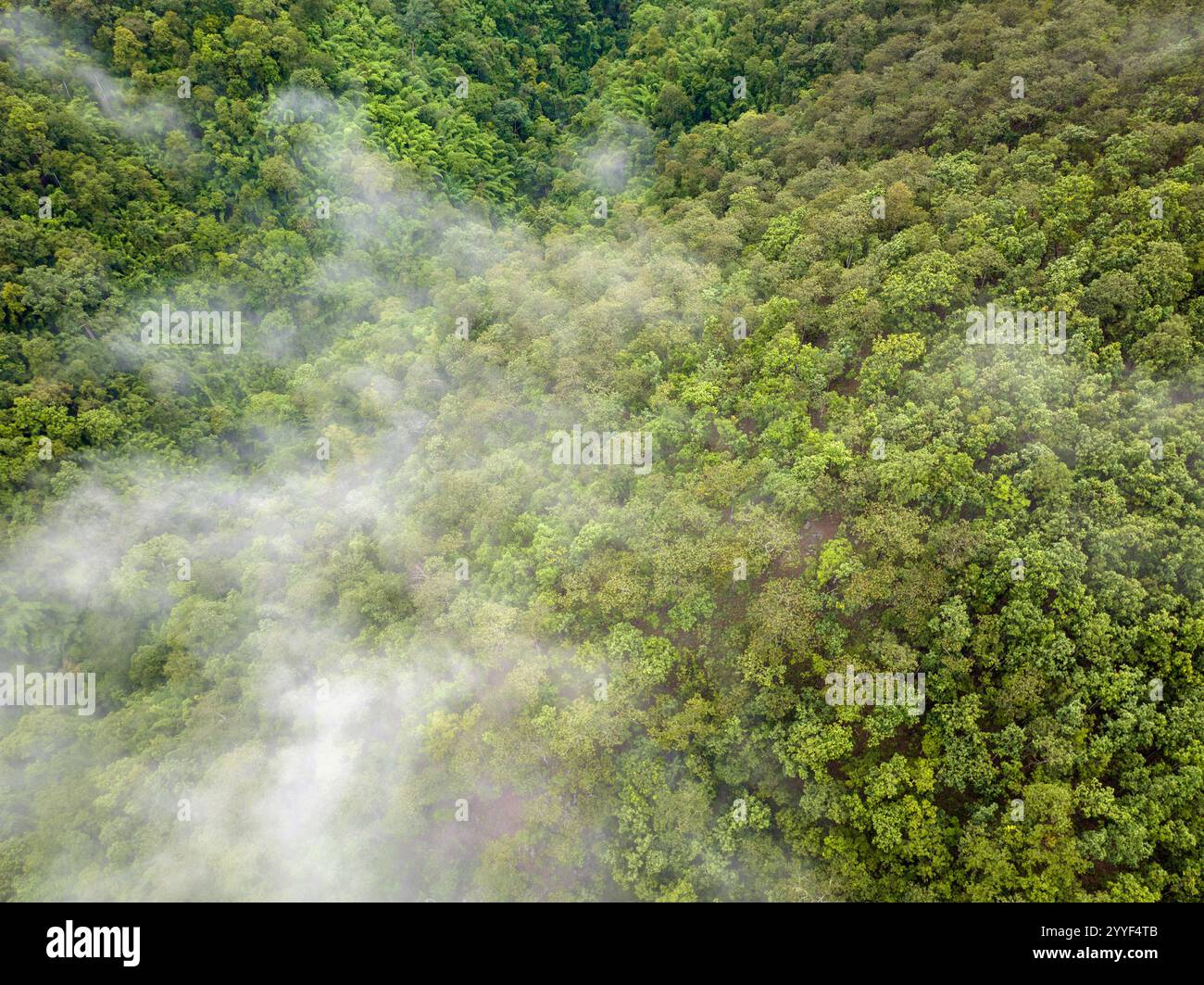 Mist on tropical rainforest mountain, Tropical forests can increase the ...
