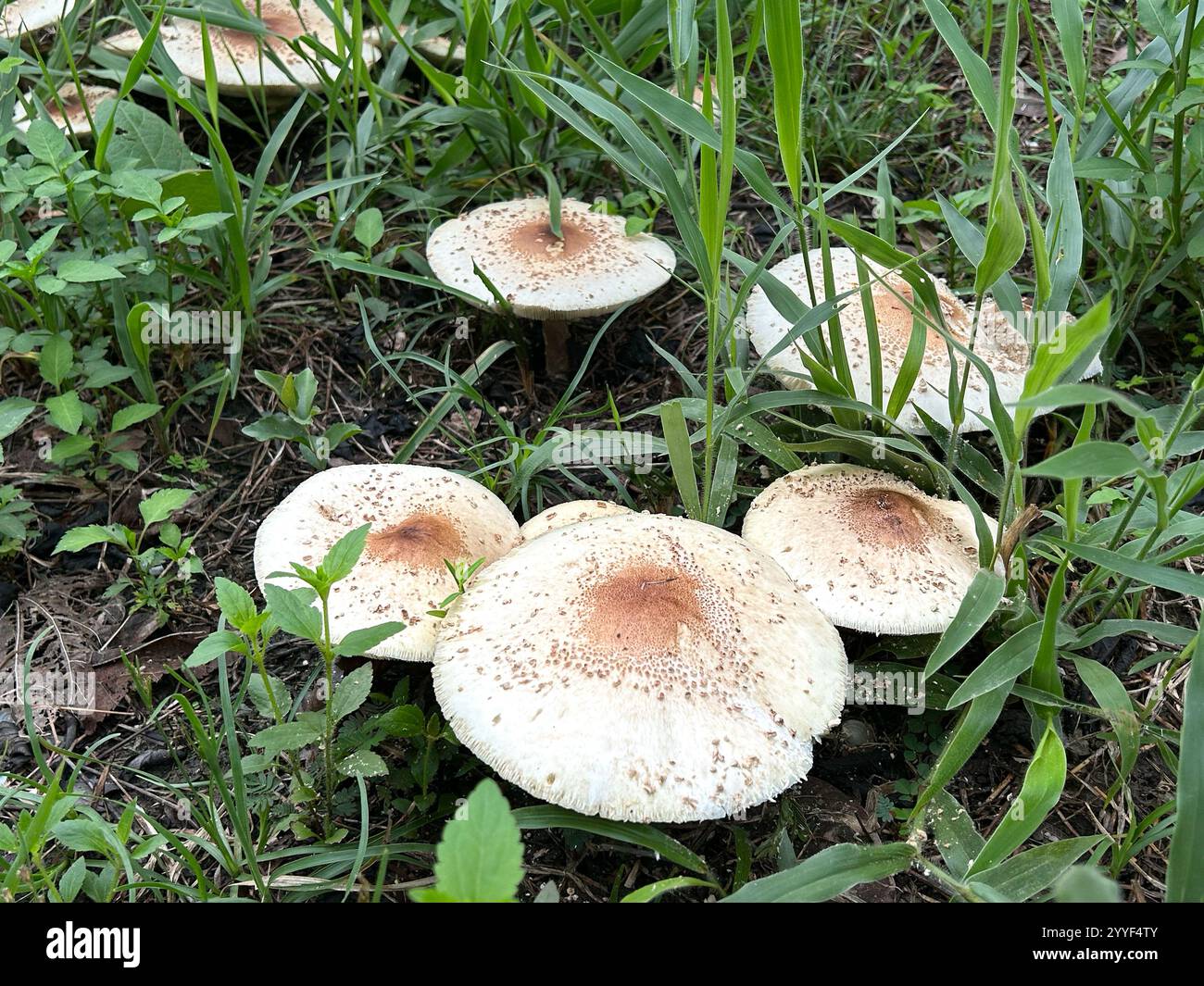 Poisonous mushroom Chlorophyllum molybdites natural blooming white ...