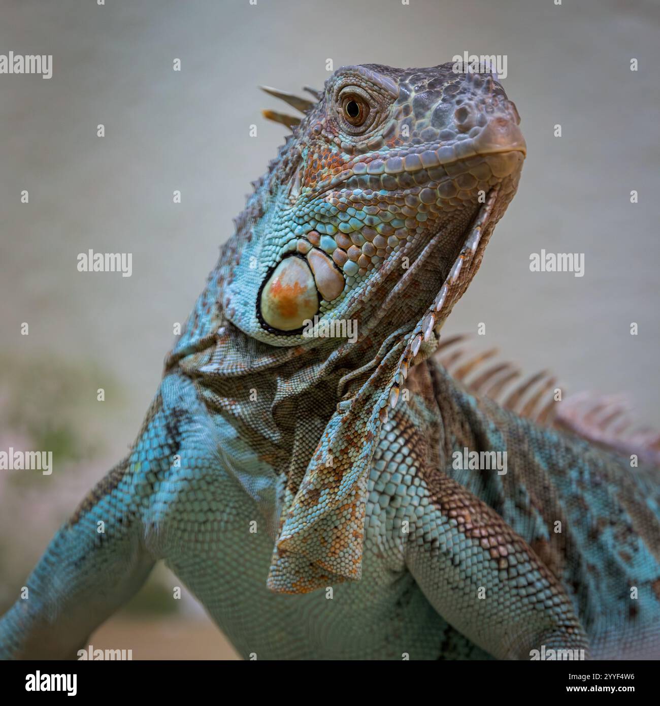 Green Iguana [ Iguana iguana ] portrait shot of captive animal Stock ...