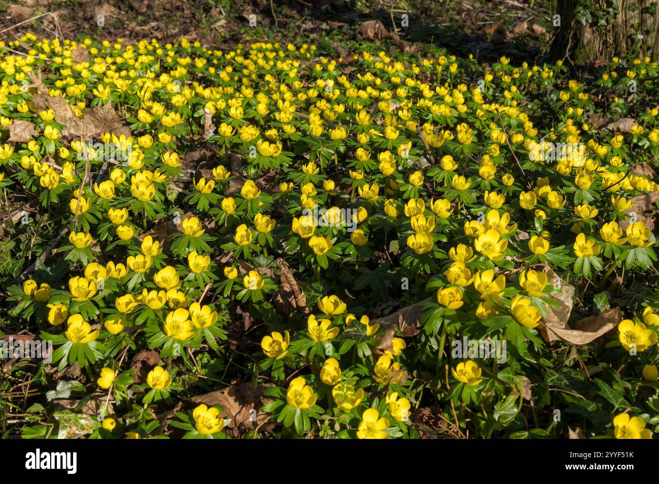 A dense patch of sunlit bright yellow aconite (Eranthis hyemalis ...