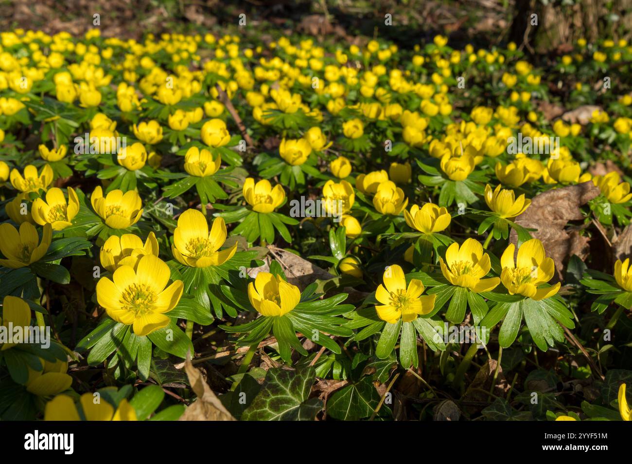 A dense patch of sunlit bright yellow aconite (Eranthis hyemalis ...