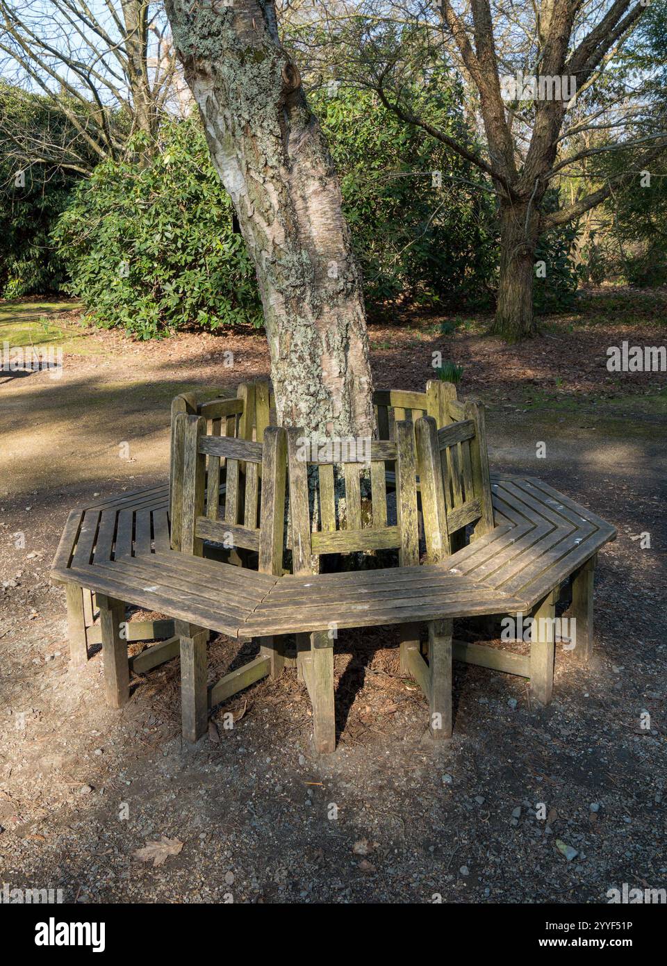 Octagonal wooden tree seat / park bench / garden seat around tree trunk ...