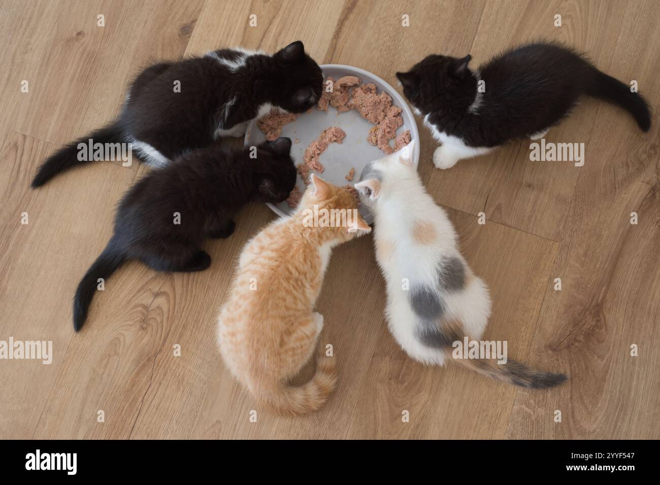 Group of young kittens eating their meal at home of the floor Stock ...