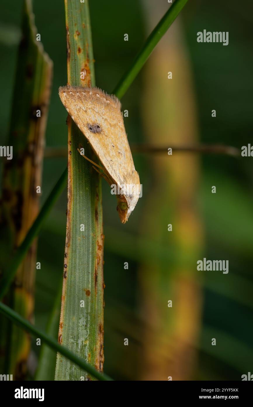 Straw Dot moth - Rivula sericealis, small yellow moth from meadows and ...