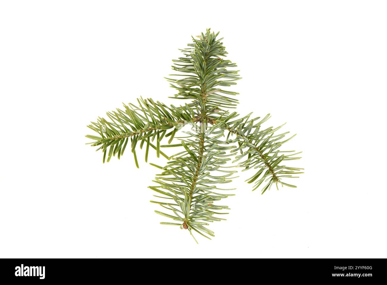 Spruce branch isolated on white background. High resolution photo. Full ...