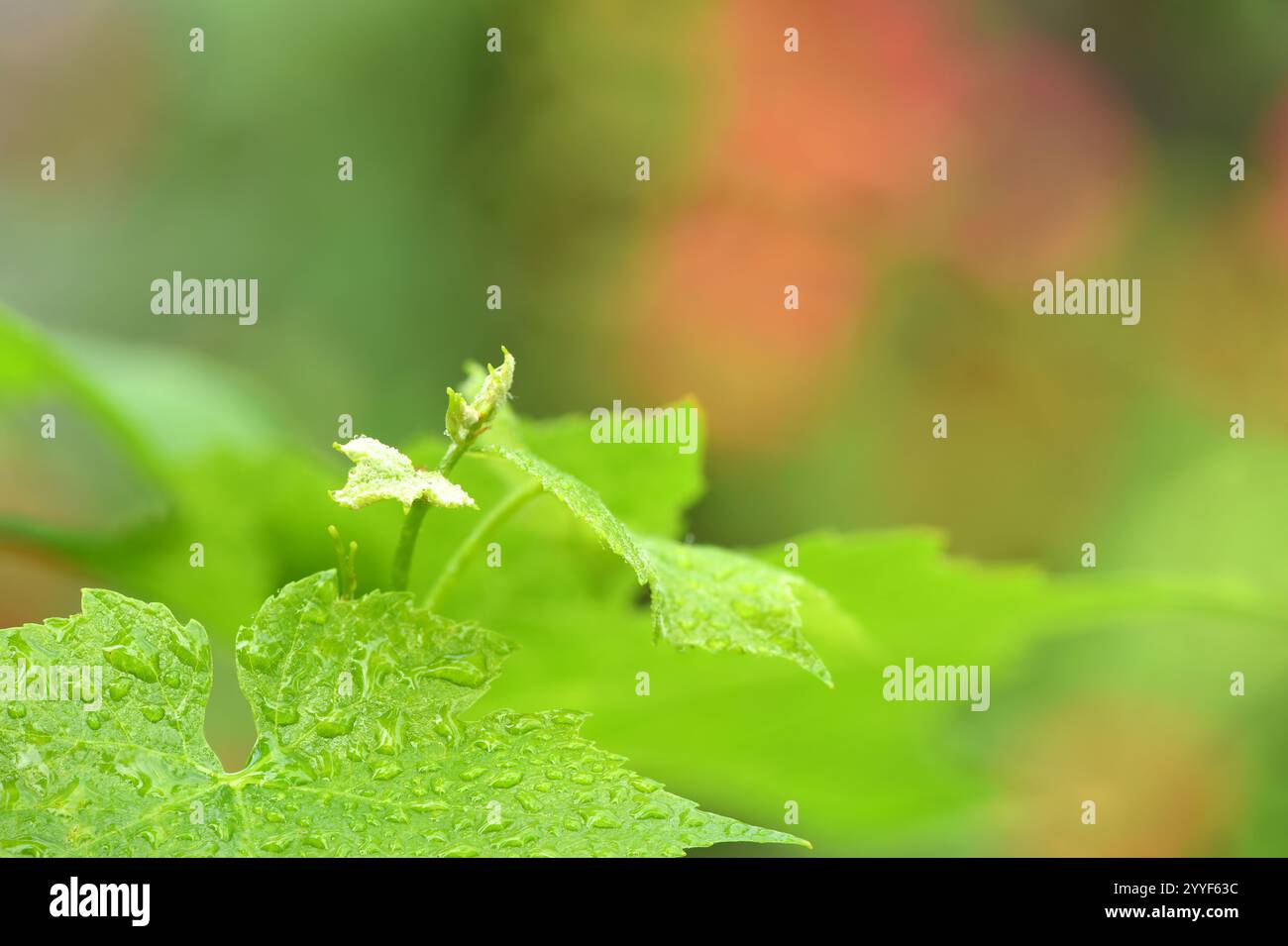 Young inflorescence of grapes, closeup. Grape vine with young leaves ...