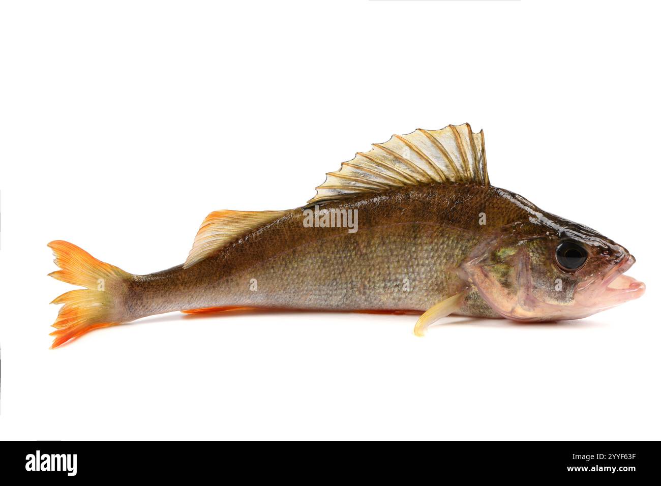 Freshwater fish isolated on white background. Known as common, redfin ...
