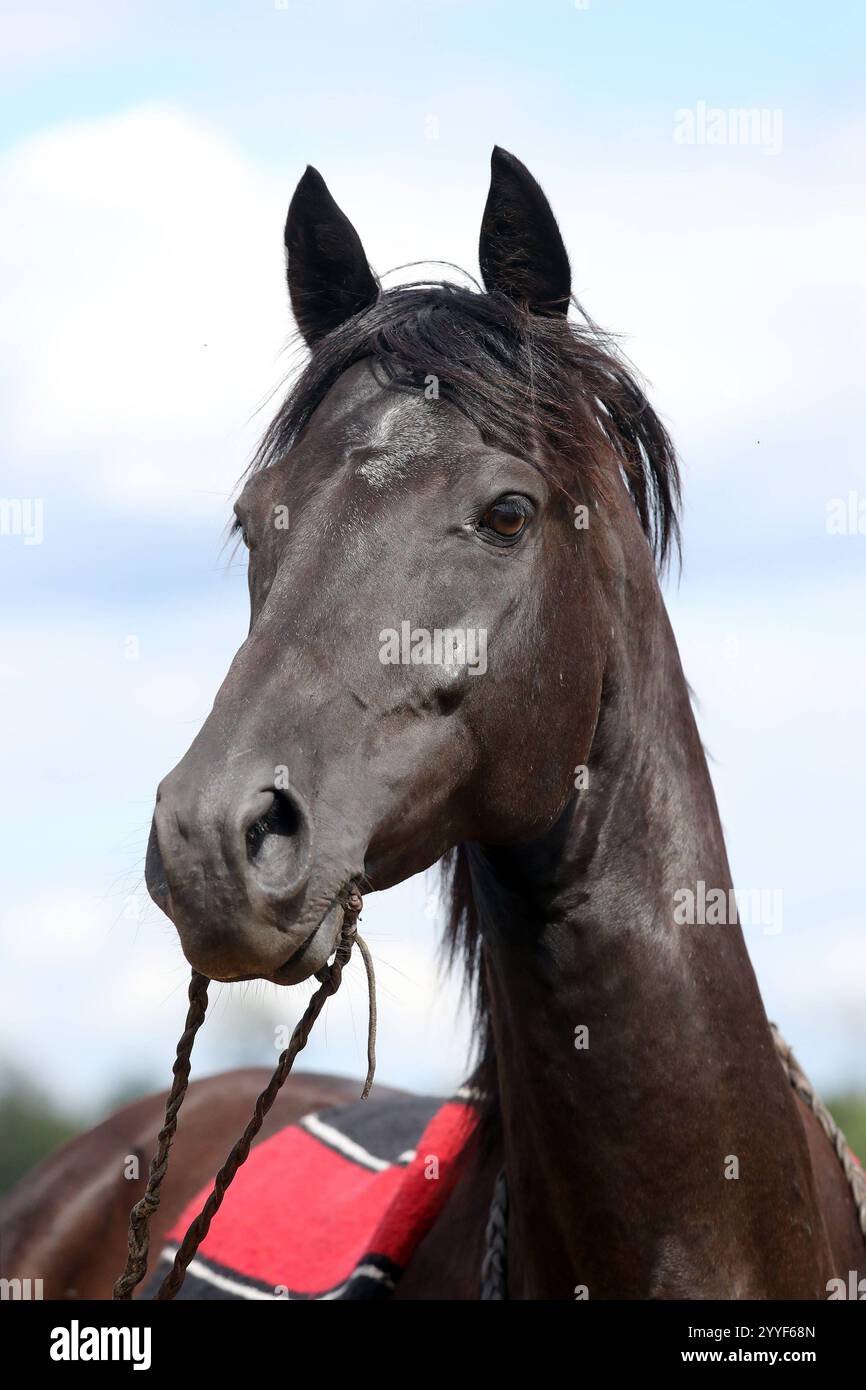 13.07.2024, Magdeburg, Sachsen-Anhalt, GER - Pferd mit merothischem ...