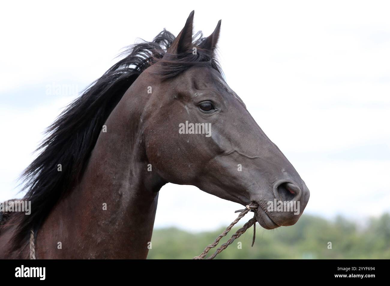 13.07.2024, Magdeburg, Sachsen-Anhalt, GER - Pferd mit merothischem ...