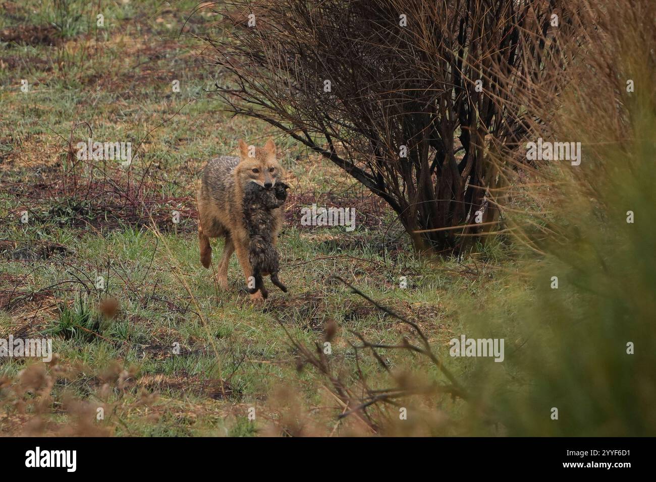 A wolf carries his prey inside the buffer zone near the so-called Alpha ...