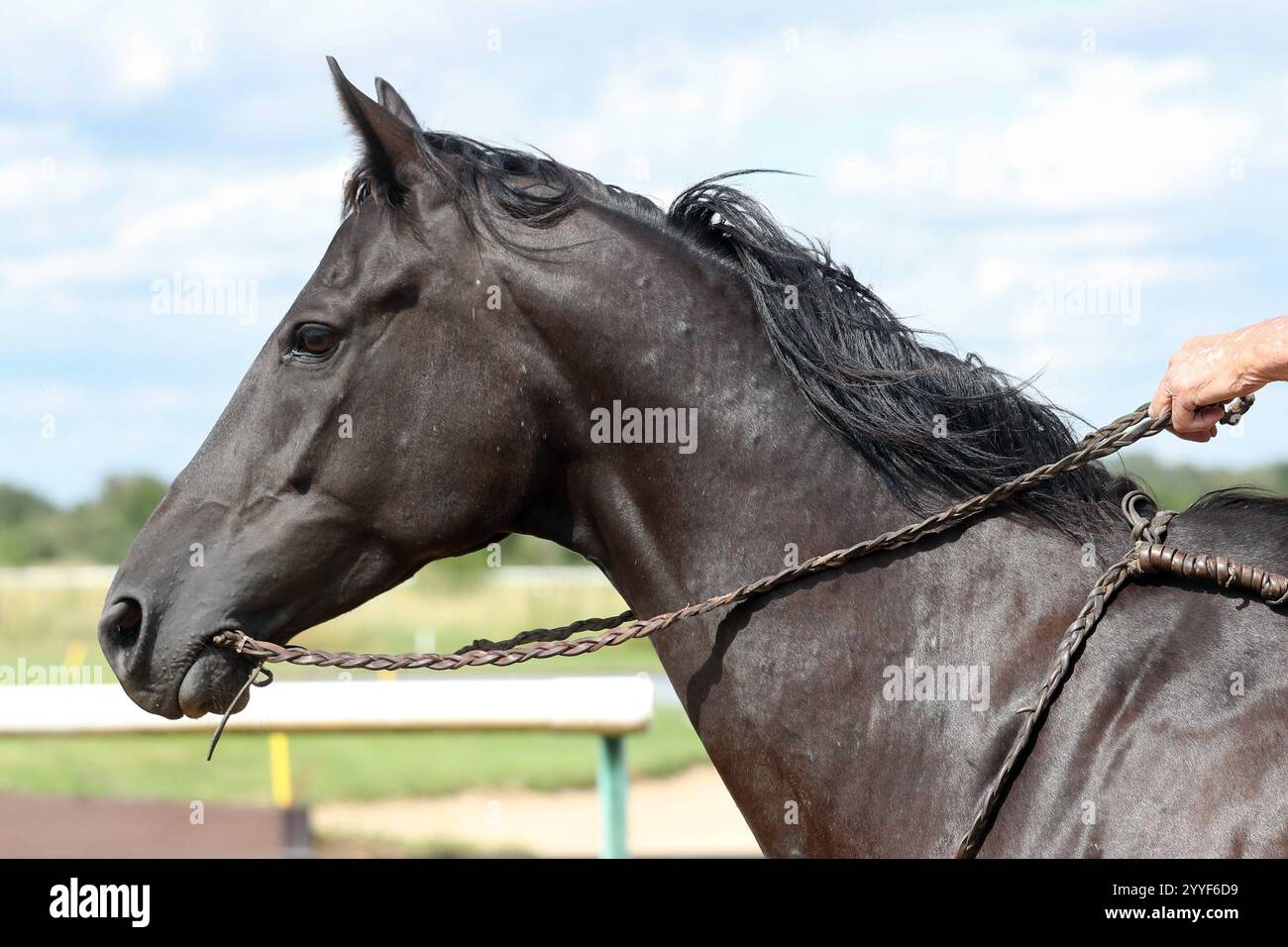 13.07.2024, Magdeburg, Sachsen-Anhalt, GER - Pferd mit merothischem ...