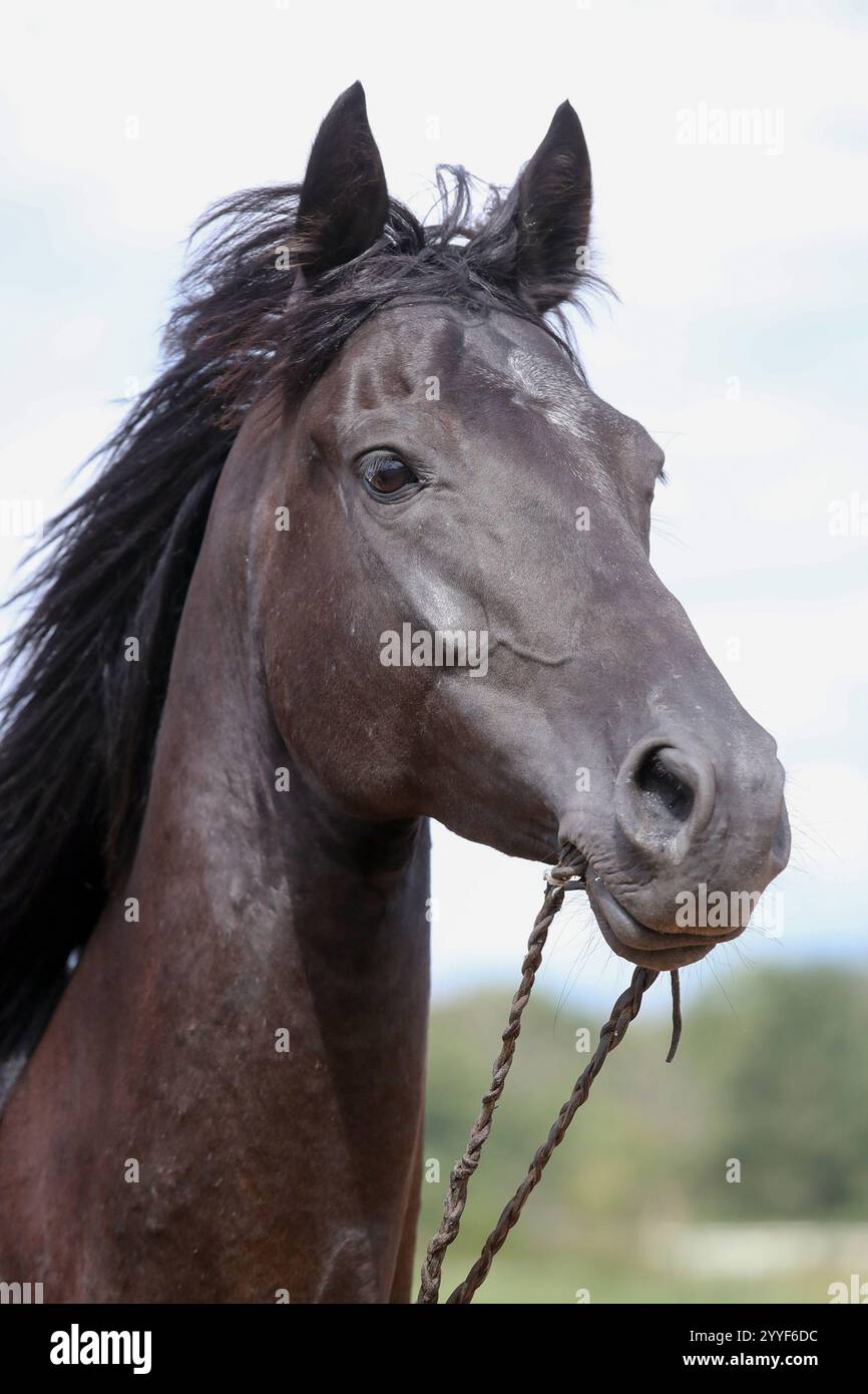 13.07.2024, Magdeburg, Sachsen-Anhalt, GER - Pferd mit merothischem ...