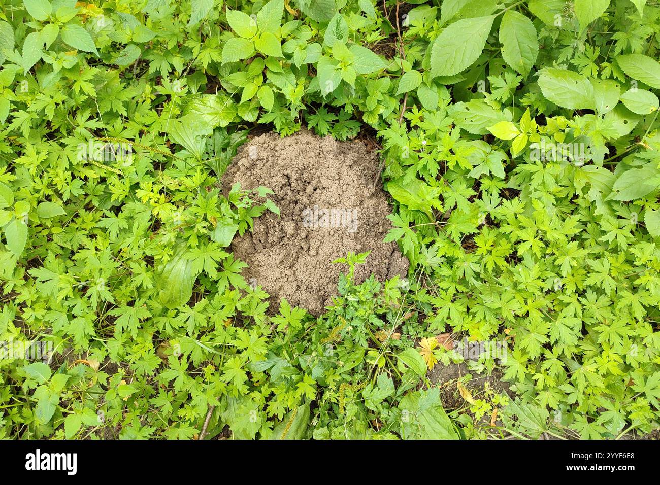 In a clearing in the forest with mole hill. A mole hole in a green ...