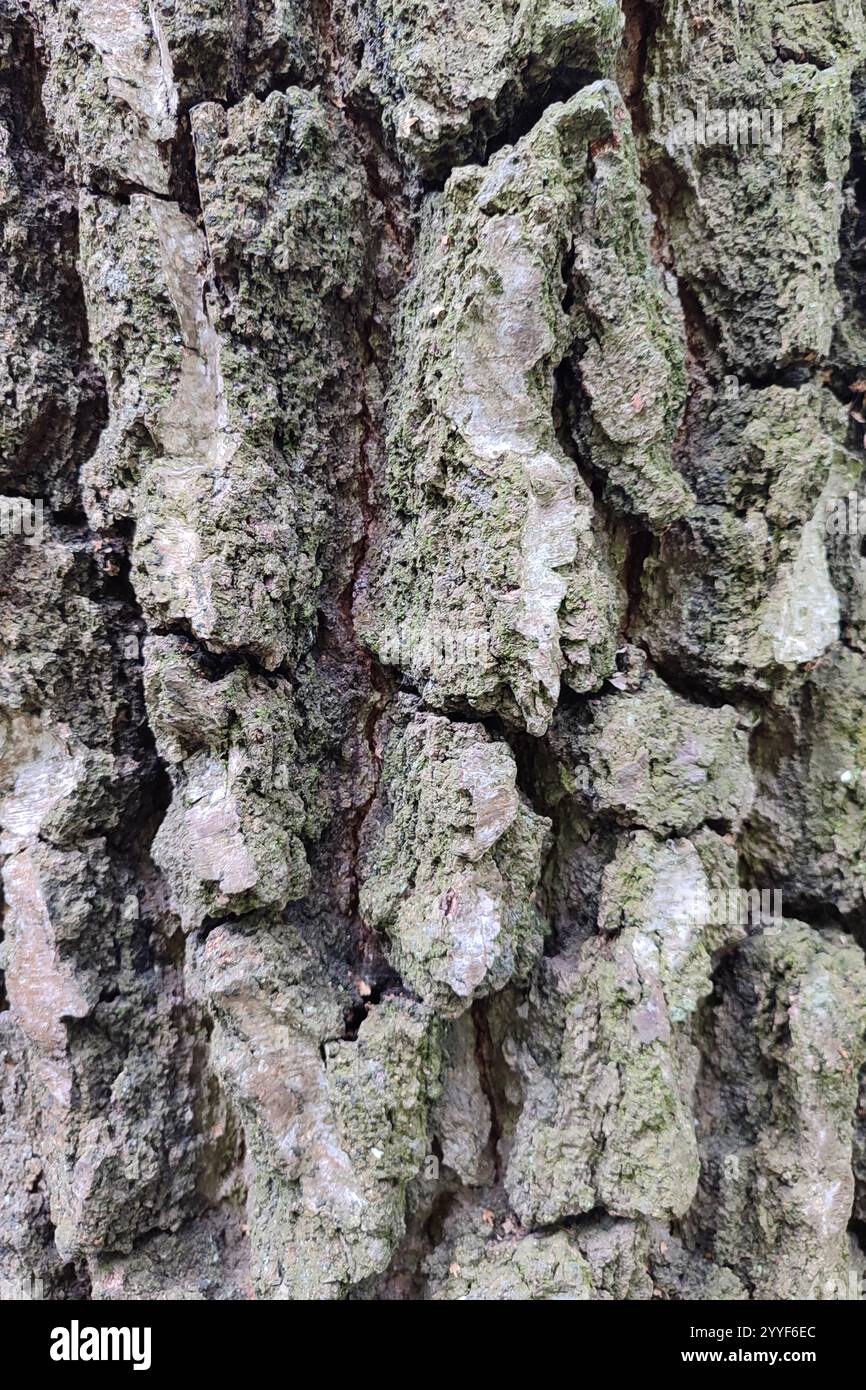 Tree bark texture. Birch bark, close-up. Trees of temperate continental climate Stock Photo - Alamy