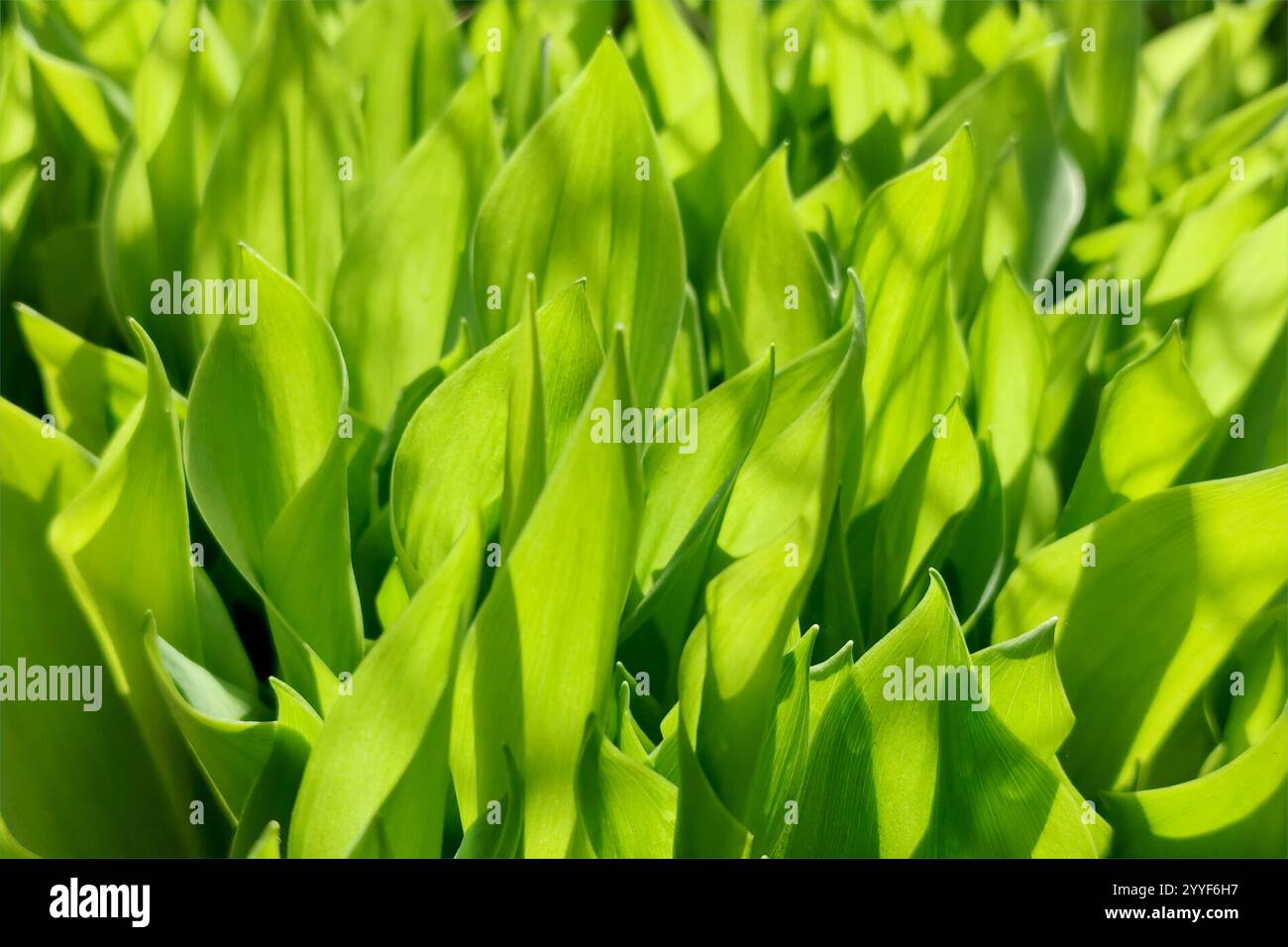 Spring lily of the valley leaves in spring. The green glade of lily of ...