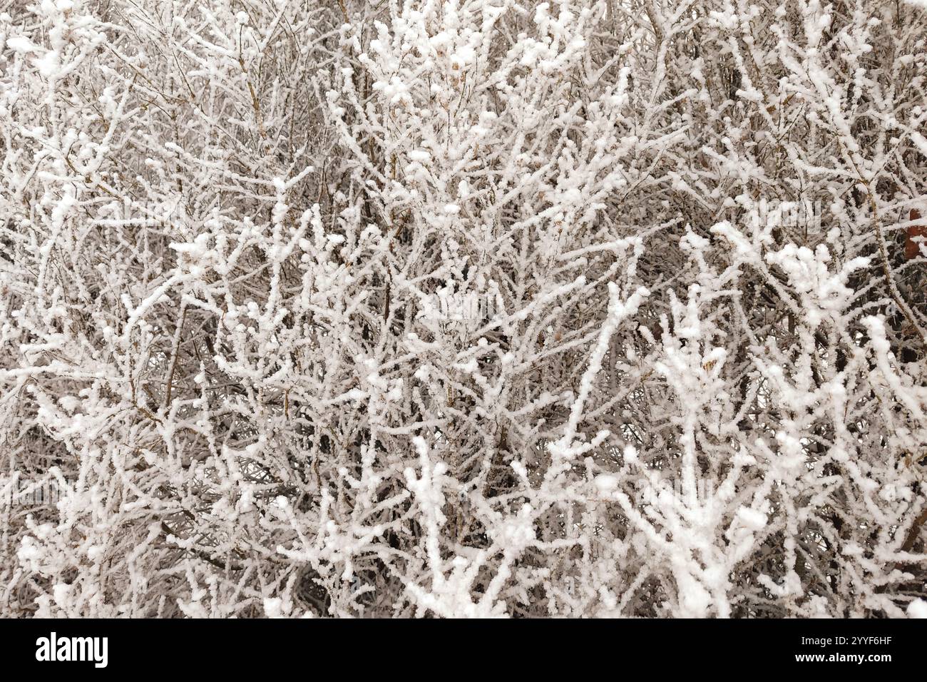Winter graphically texture of snow covered bushes. First snow stuck on ...