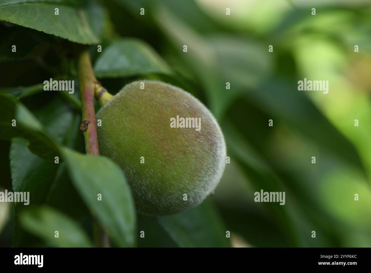 Green peach fruit. Photo of early peaches on a tree branch. Freshly ...