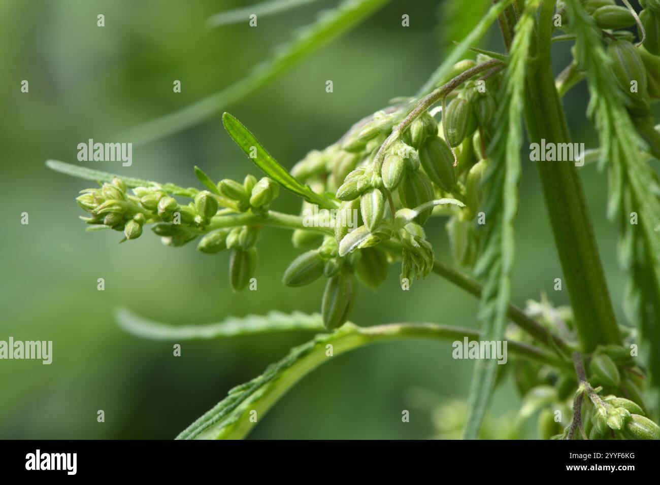 Cannabis flowers. Fresh marijuana. Medicinal and medicinal cannabis. A ...