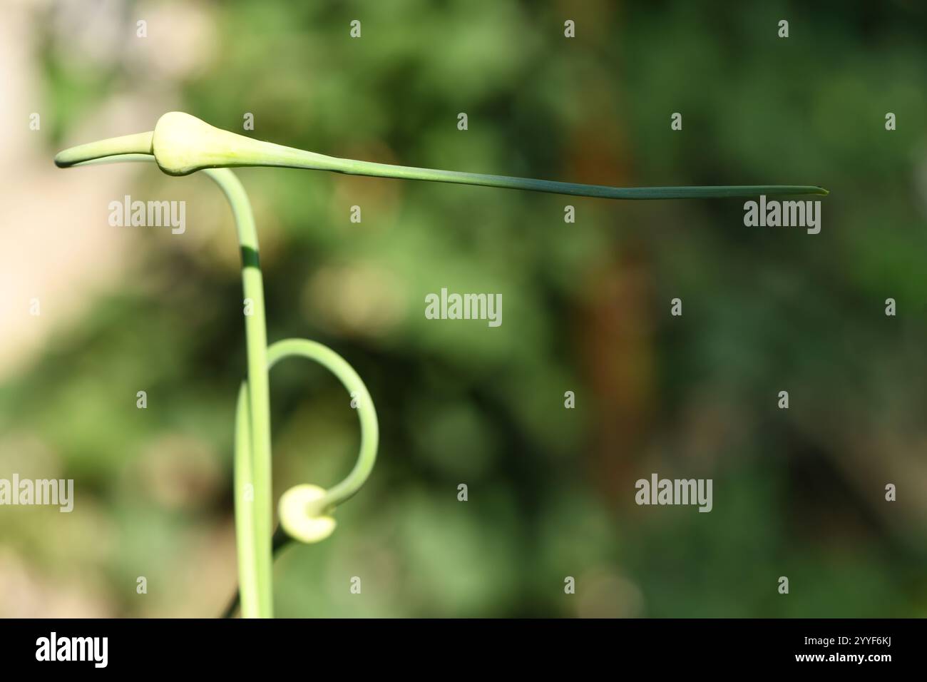 A twisted form of garlic flower on a natural background. Green stalk of ...