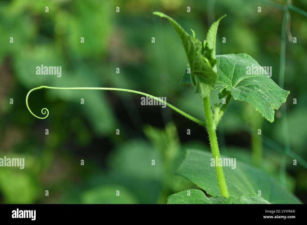 Young cucumber stem, shoot or sprout with tendril in the backlight of ...