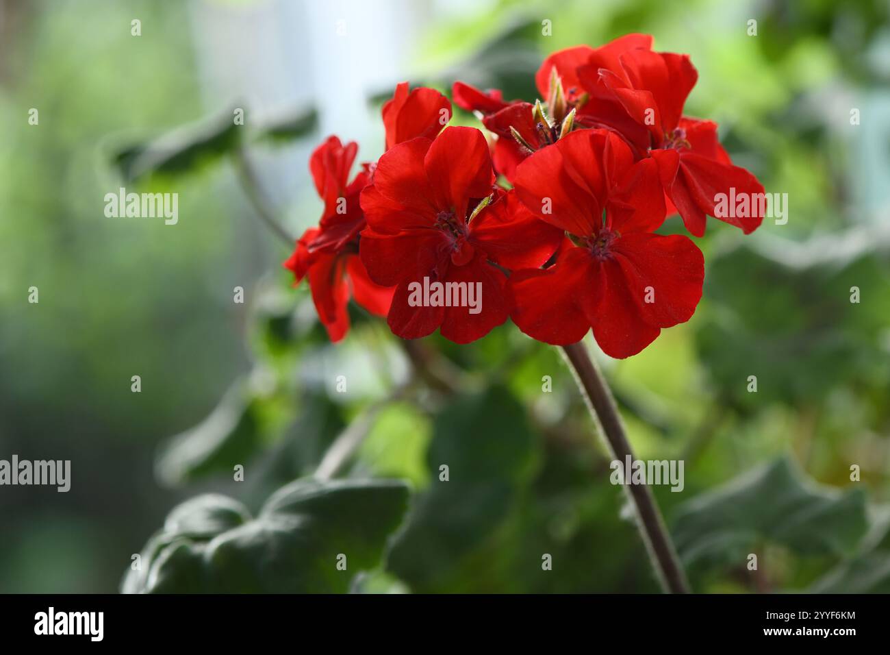 Red geranium. Pelargonium inquinans flowering plant in full bloom. The ...